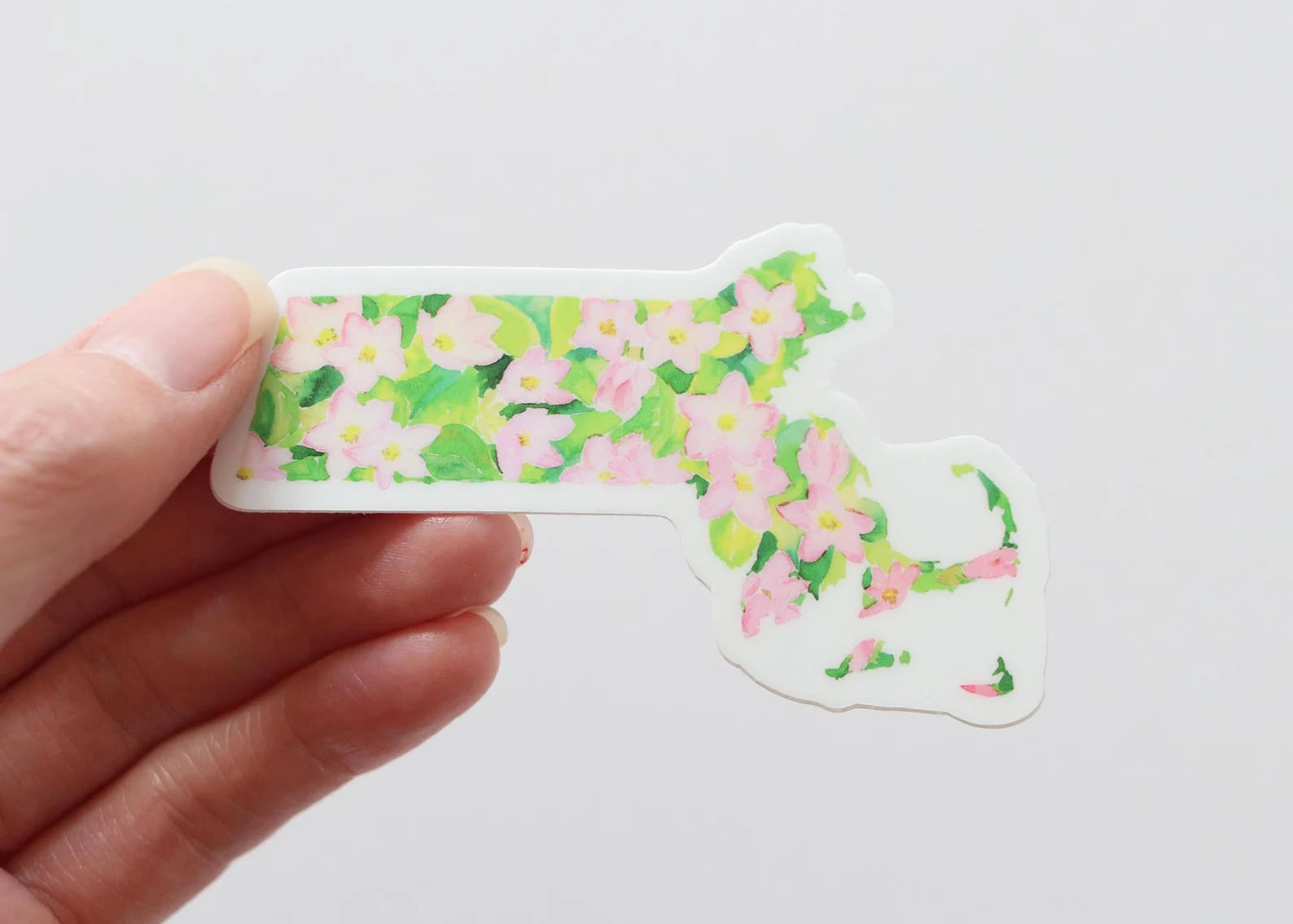 Massachusetts Mayflower, state flower watercolor sticker – Elizabeth ...